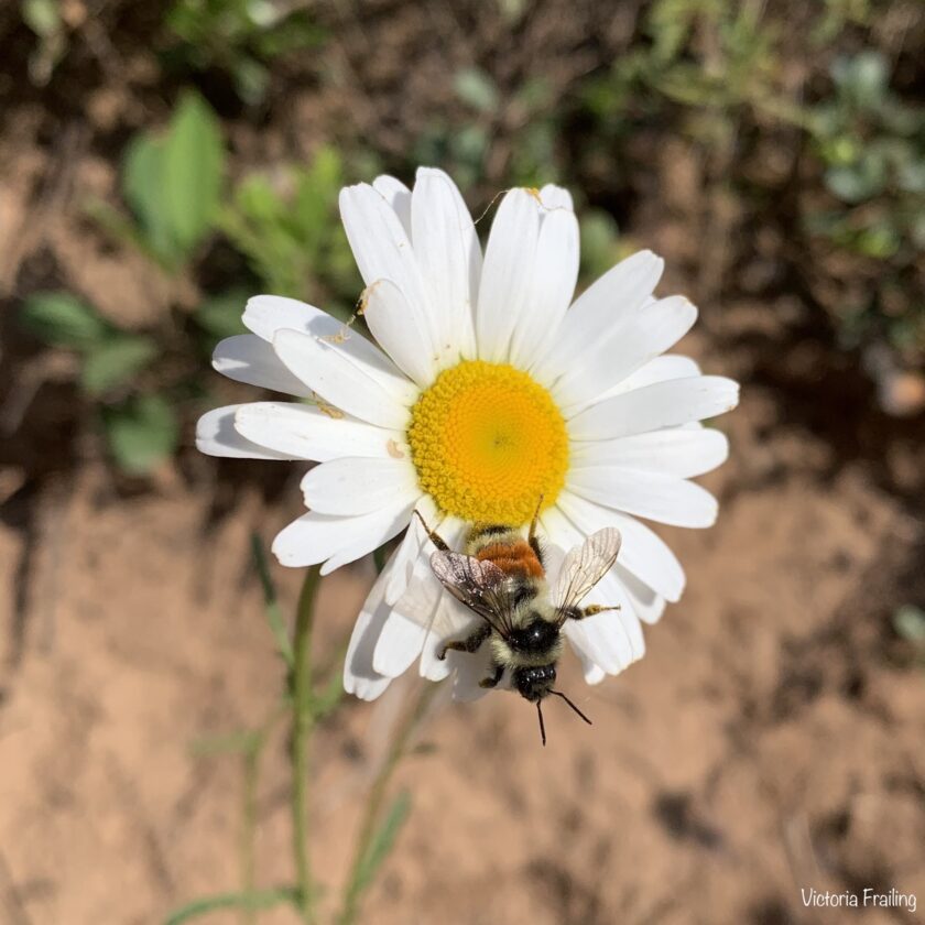 Sign of Summer | News, Sports, Jobs - The Mining Journal